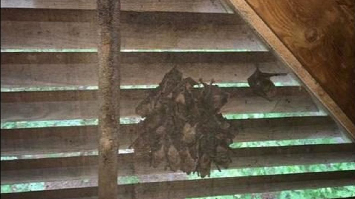 Homeowners not allowed to remove roosting bat colonies in attics, here ...