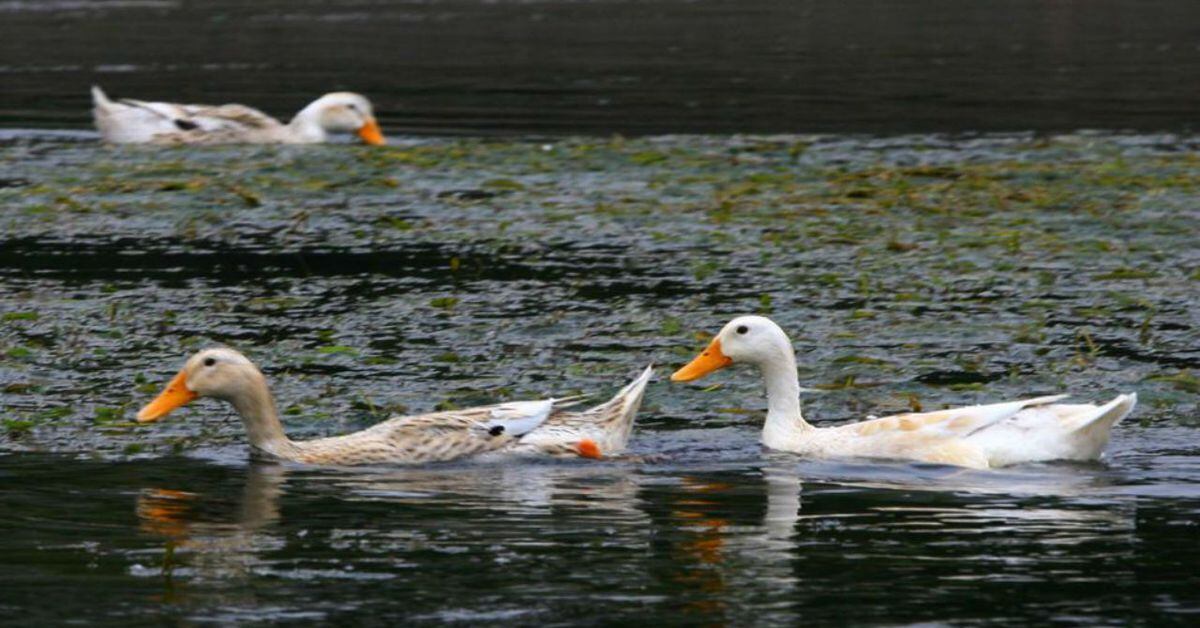 Boy with autism can keep emotional support ducks, board says