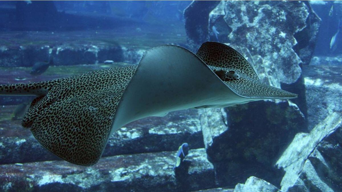 Divers swim with enormous stingray off Florida gulf coast