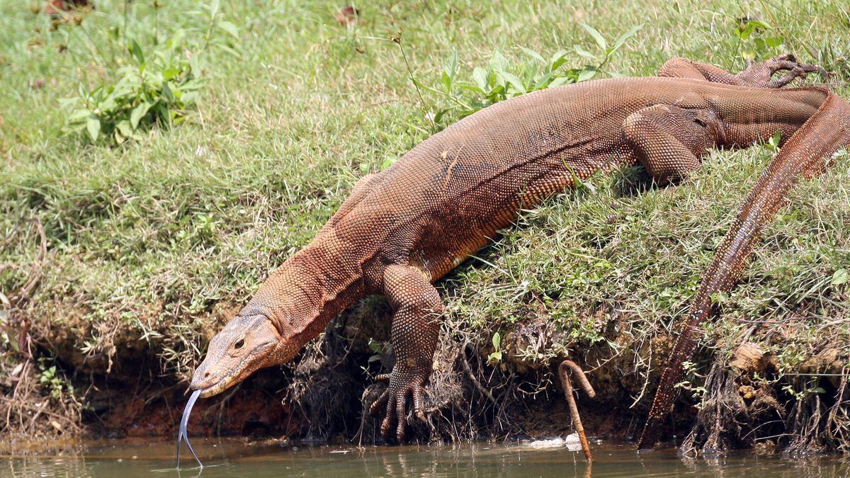 6-foot Asian water lizard on loose in Florida