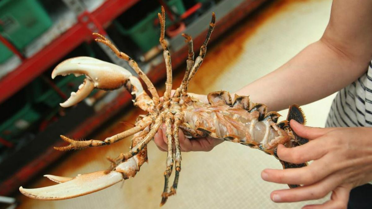A 1-in-30 million shot: Rare yellow lobster caught off Maine coast