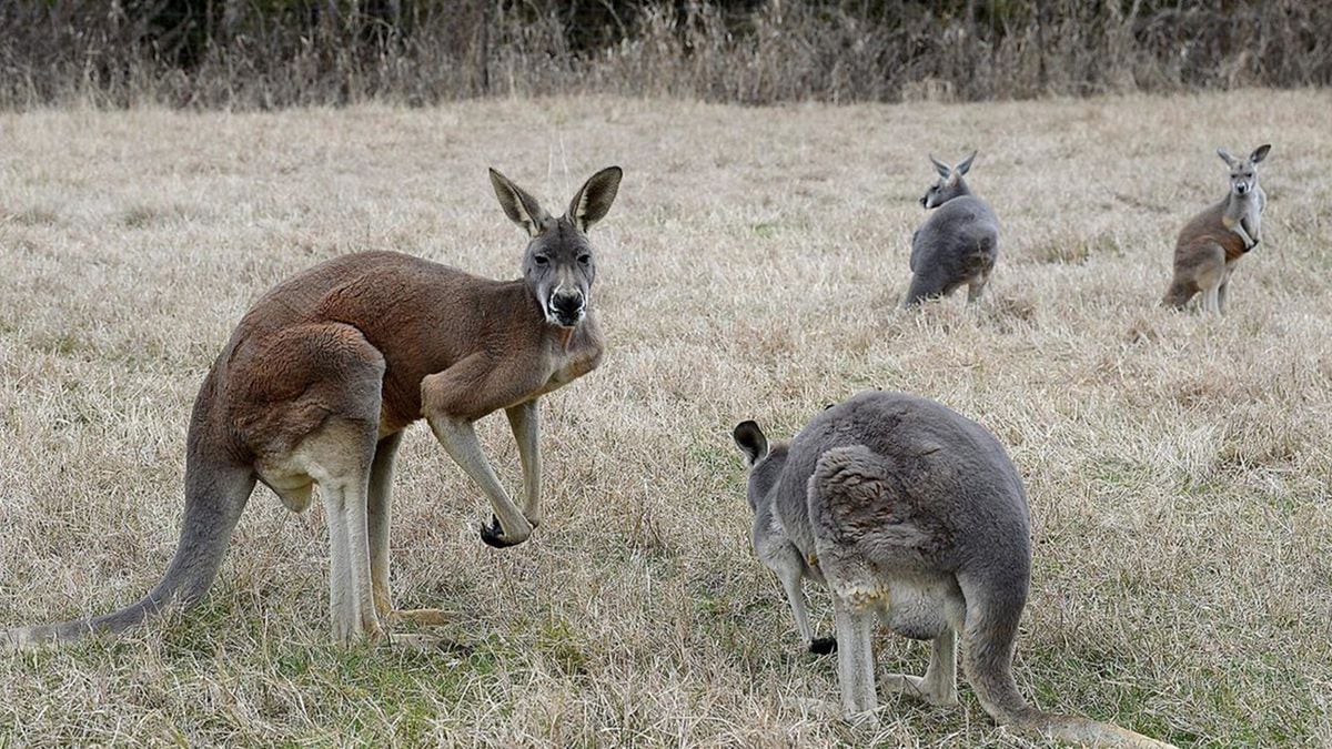 Roger the ripped kangaroo dies at 12