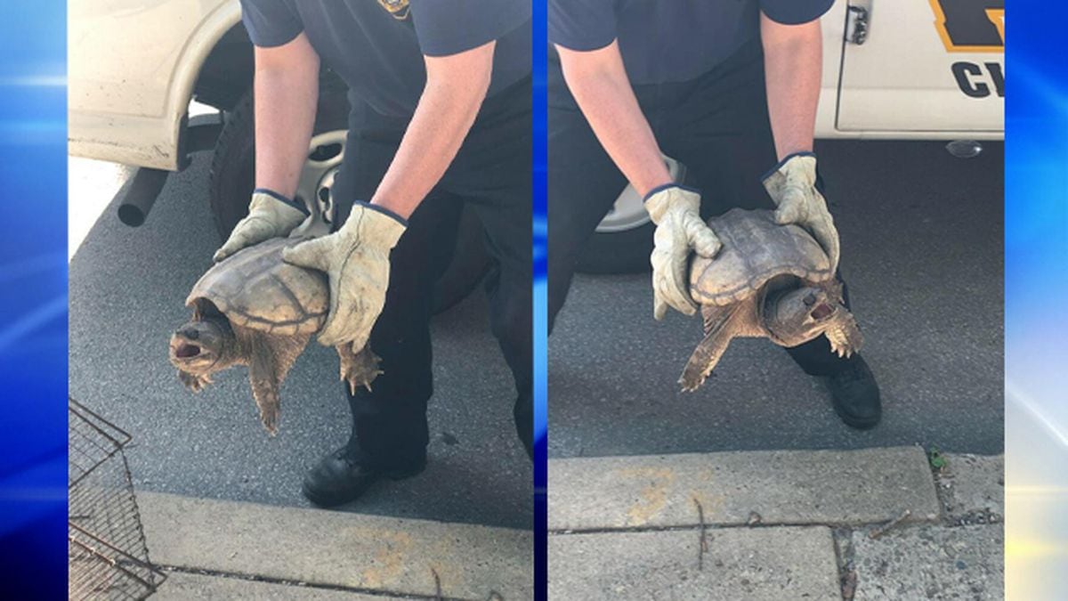 Police rescue large turtle from Lawrenceville intersection