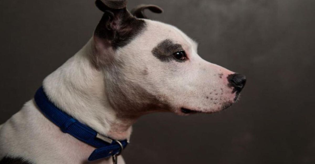 ‘It just dragged me:' Pit bull bites third-graders after escaping from ...