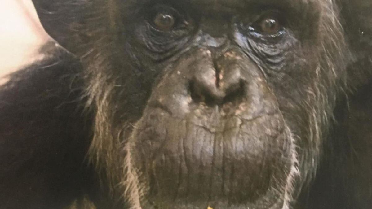 Oldest chimp at Kansas City Zoo dies at 55