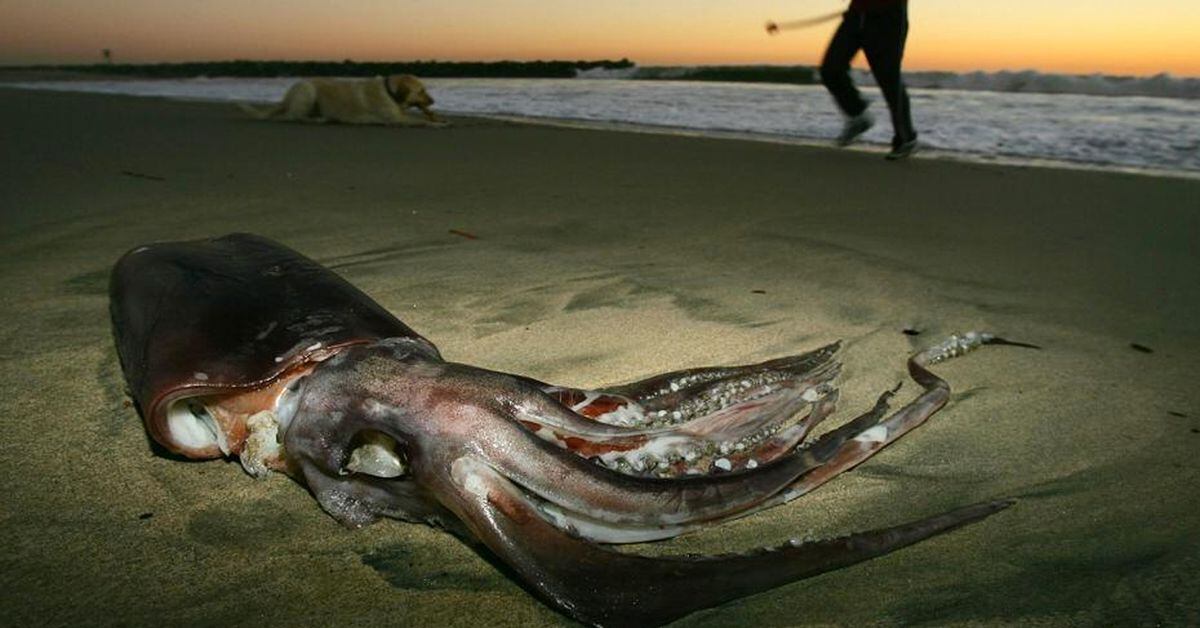 Giant squid 14 feet long washes ashore on New Zealand beach