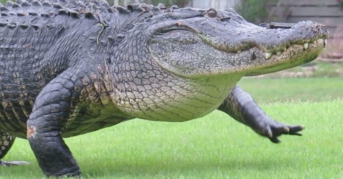Massive 12-foot gator takes jaunt across golf course