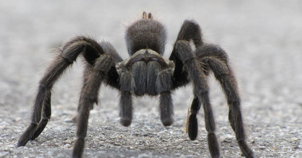 Giant burning spider spreads flames in apartment, after torched by tenants