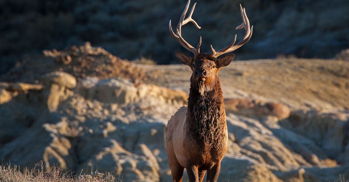 Officials confirm 'zombie deer disease' in elk in Oklahoma