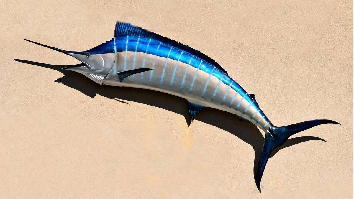 Maryland fishermen reel in tournament record 914-pound marlin