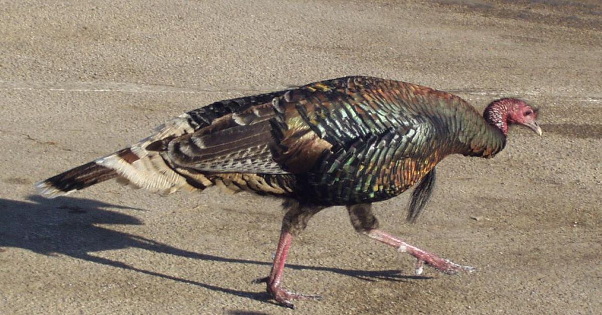 Watch: Wild turkeys circle dead cat in bizarre video